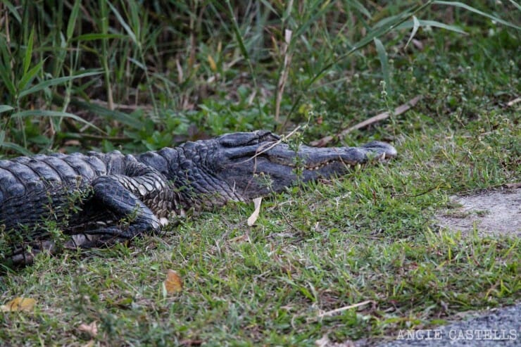Visitar los Everglades de Florida, entre caimanes y pantanos