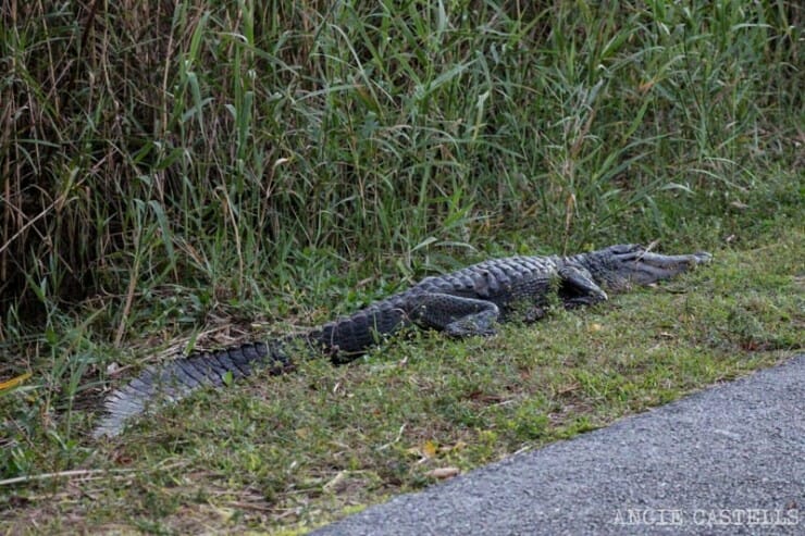 Visitar los Everglades de Florida, entre caimanes y pantanos