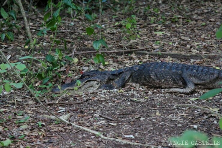 Visitar los Everglades de Florida, entre caimanes y pantanos