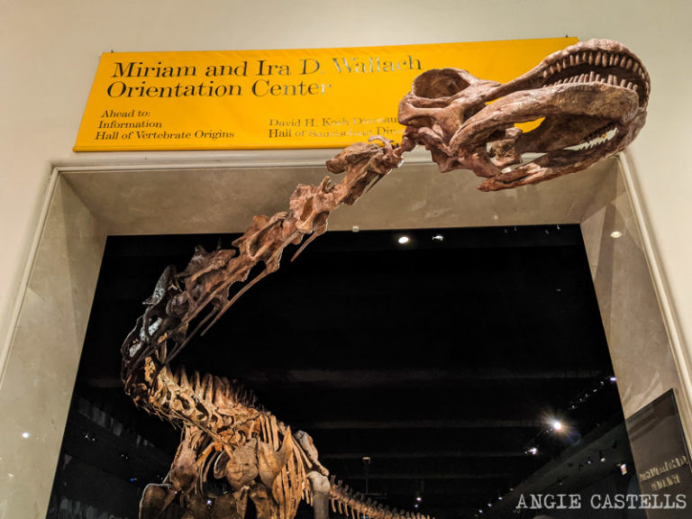 El Museo de Historia Natural de Nueva York - Precios y guía