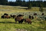 Qué ver en Yellowstone (EEUU) - 25 lugares imprescindibles